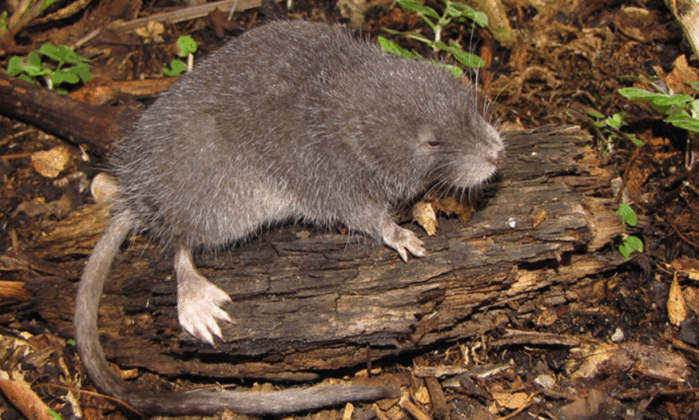 Descubren nueva especie de roedor en Machu Picchu - Diario el Sol del Cusco